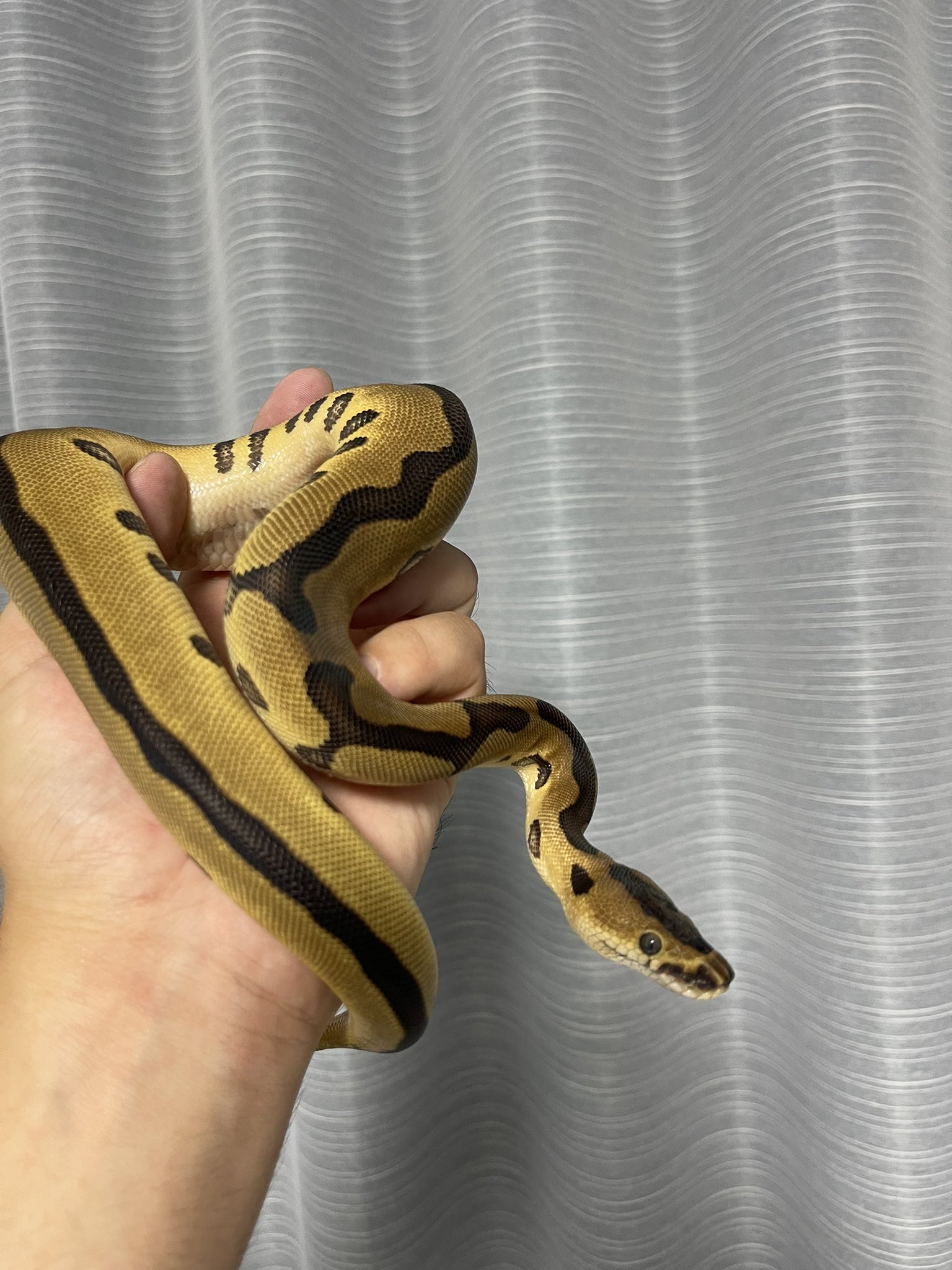 ゆーや🐍 (@BP_keeper) / Twitter