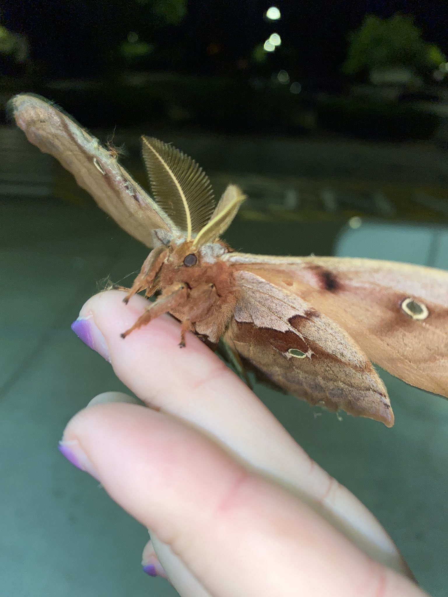 Daily Moths on Twitter: "https://t.co/7msKSBgMrd" / Twitter