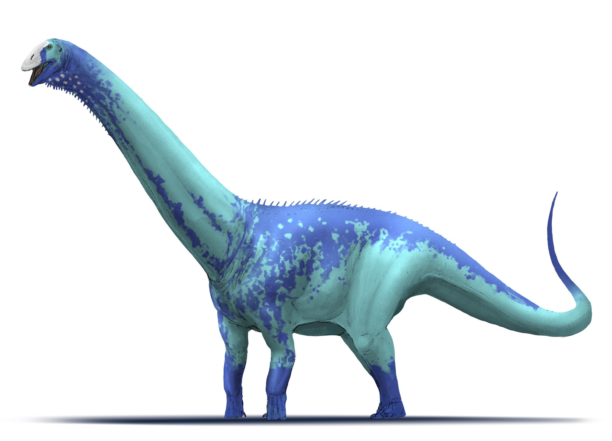 Brachiosaurus Dinosaur Train