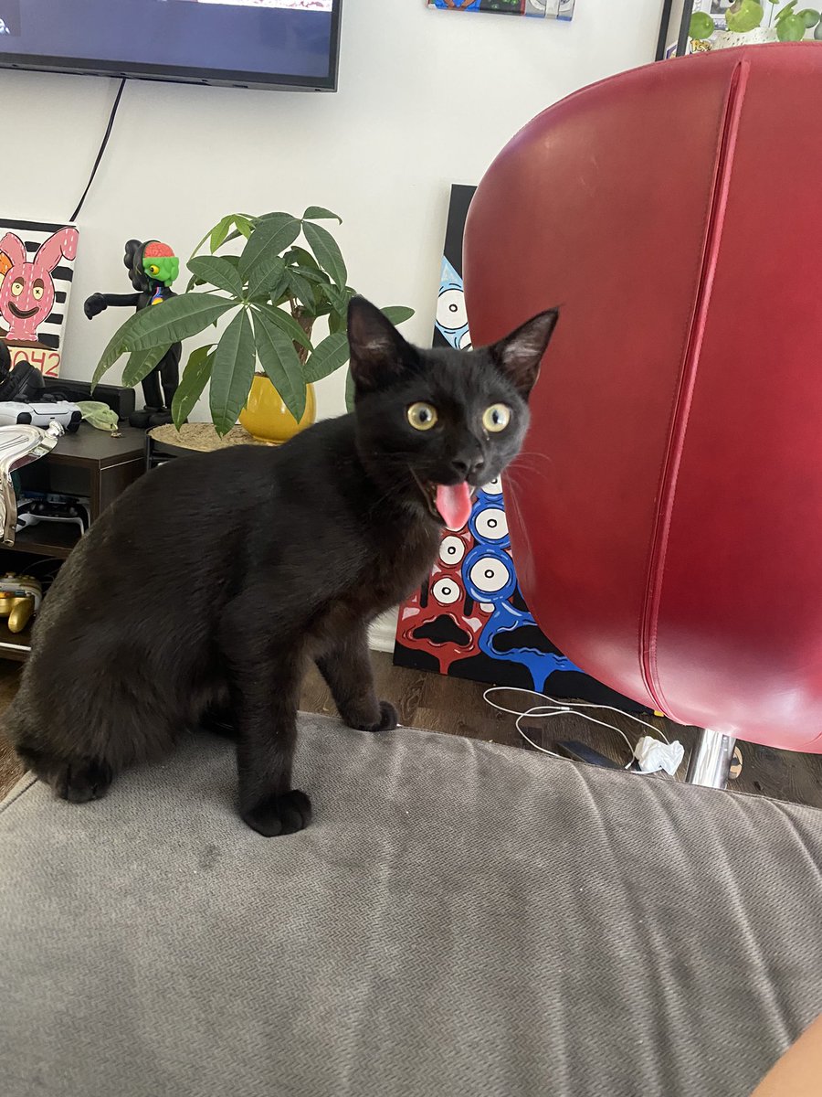 🔑 on Twitter: "good afternoon from my scary ass cat"