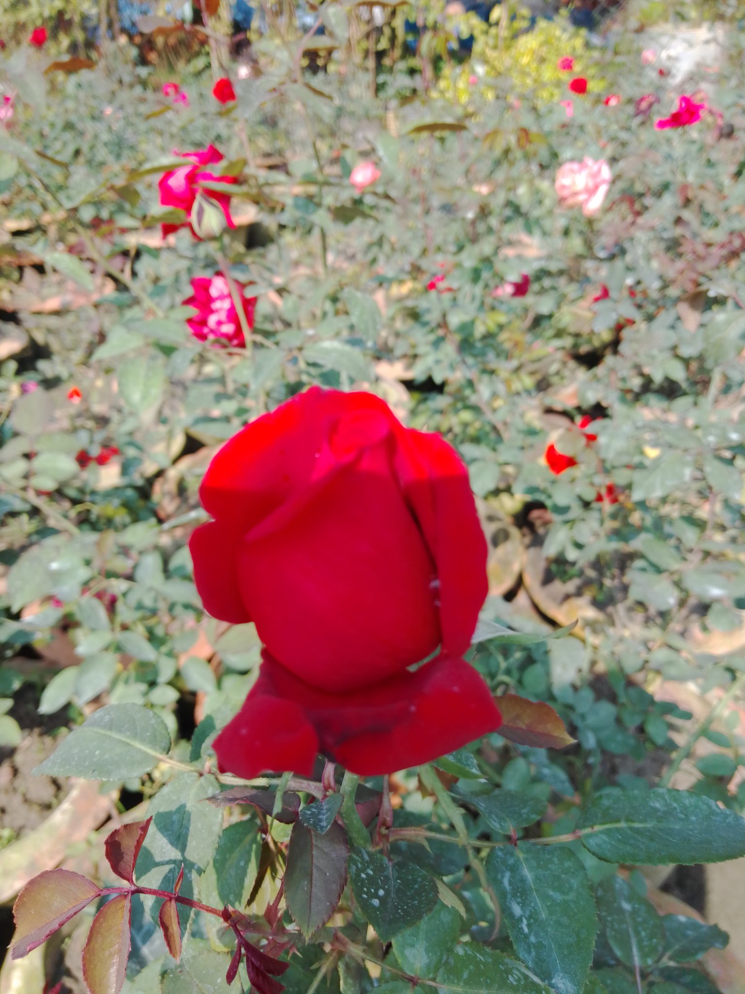 Lebu Sarker (@SarkerLebu) / Twitter