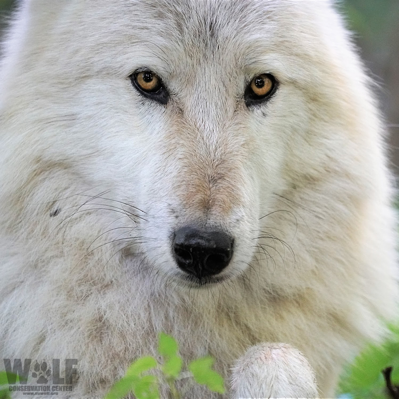 White Wolf With Gold Eyes