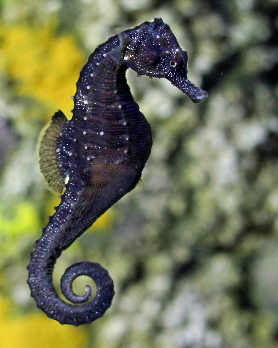 Black Seahorses