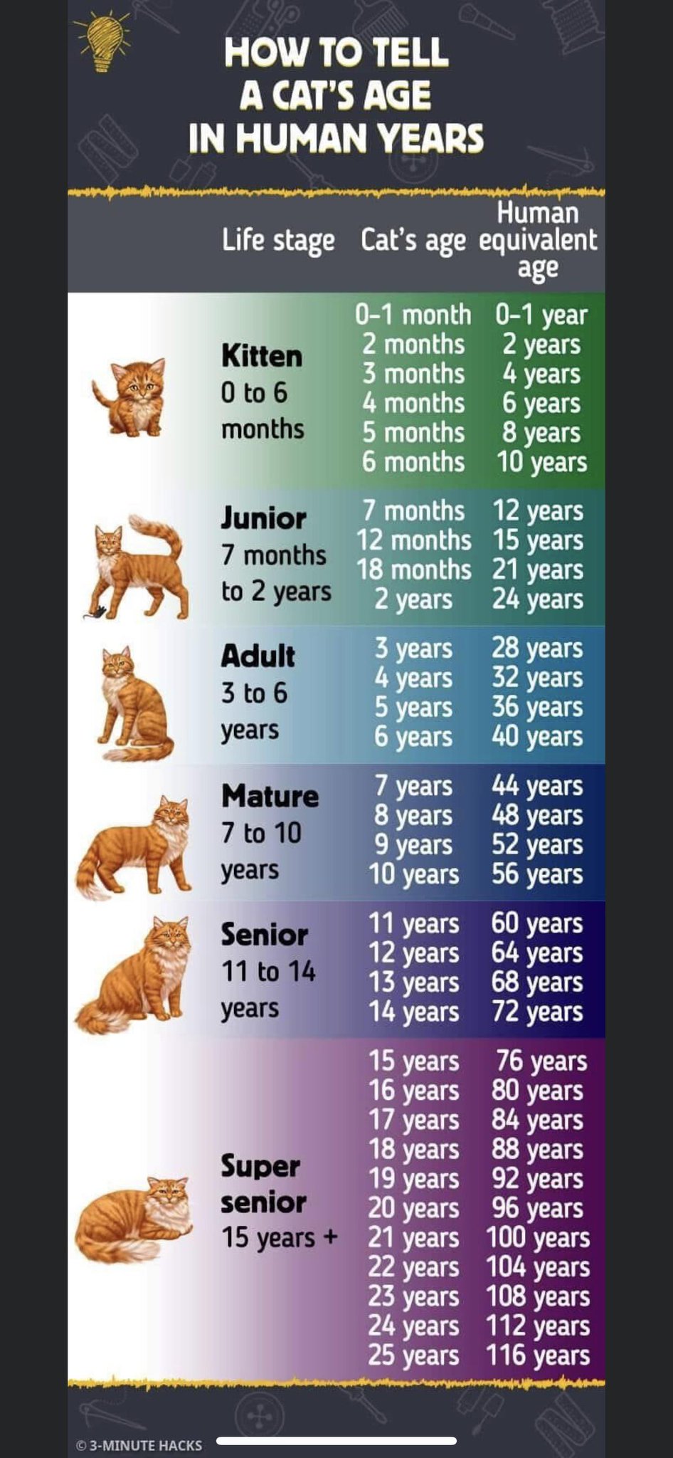 Cool Guides on Twitter: "How old is your cat. From https://t.co/3WxVENMhvw https://t.co ...