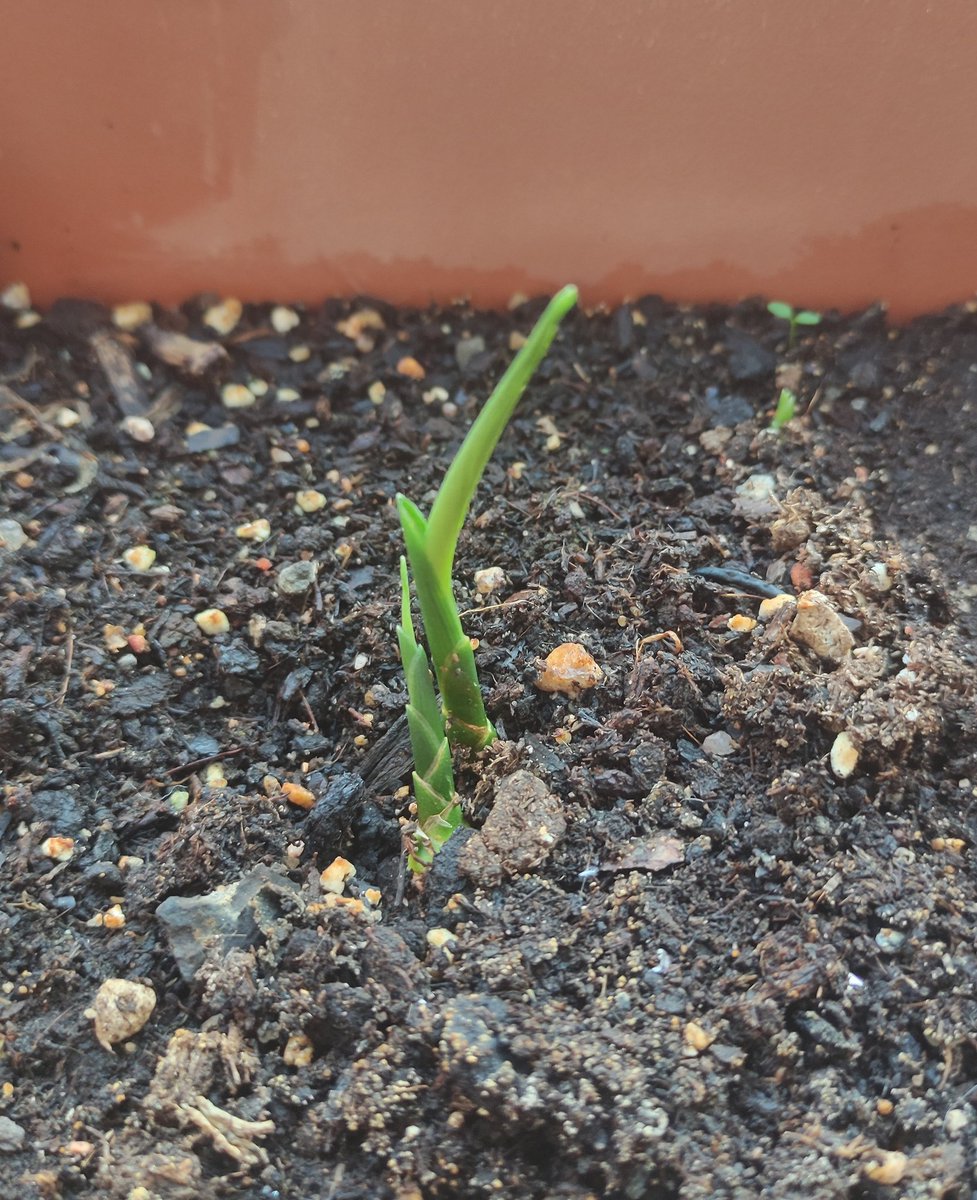 Germiné y planté jengibre y está creciendo bonito. Rafa Laguna @rafalagoon