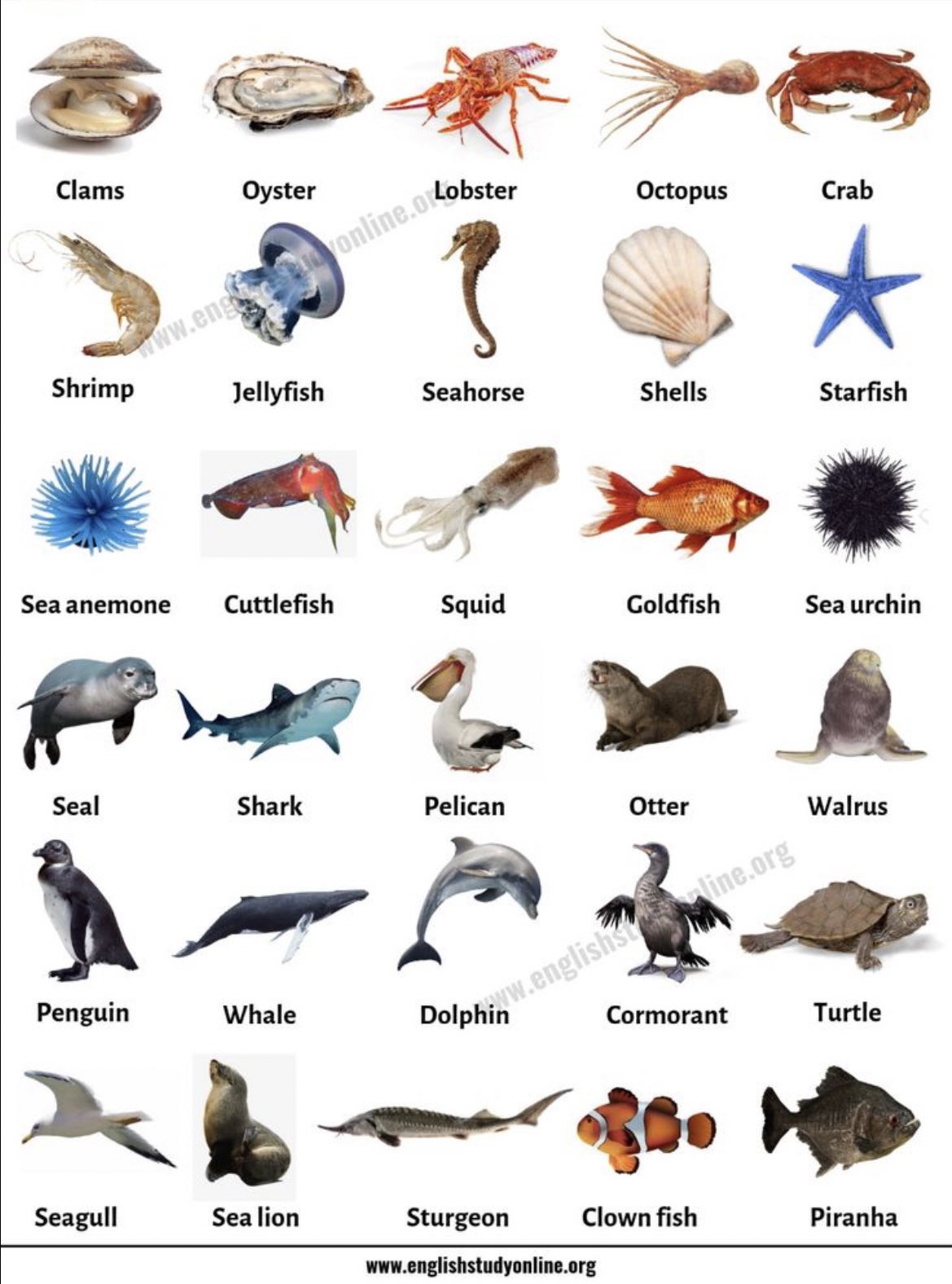 Aquatic Animals Chart