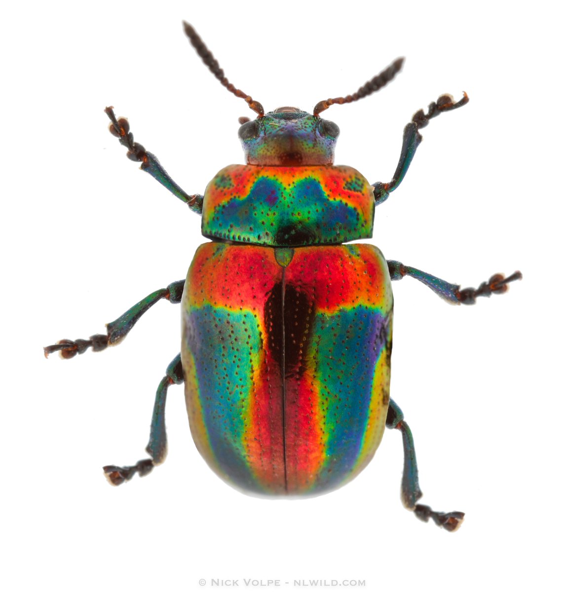 Pretty Leaf Beetle from the Northern Territory! How are the colours on ...