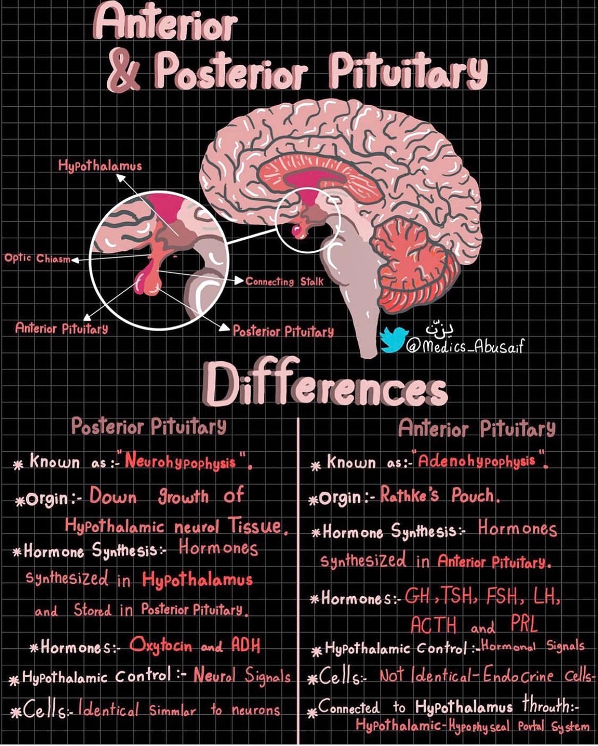 Pituitary Gland Anterior And Posterior