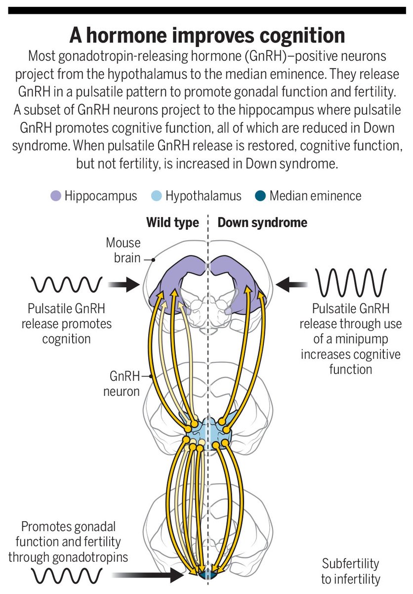 Science Magazine on Twitter: "Gonadotropin-releasing hormone (GnRH) therapy improves cognitive ...