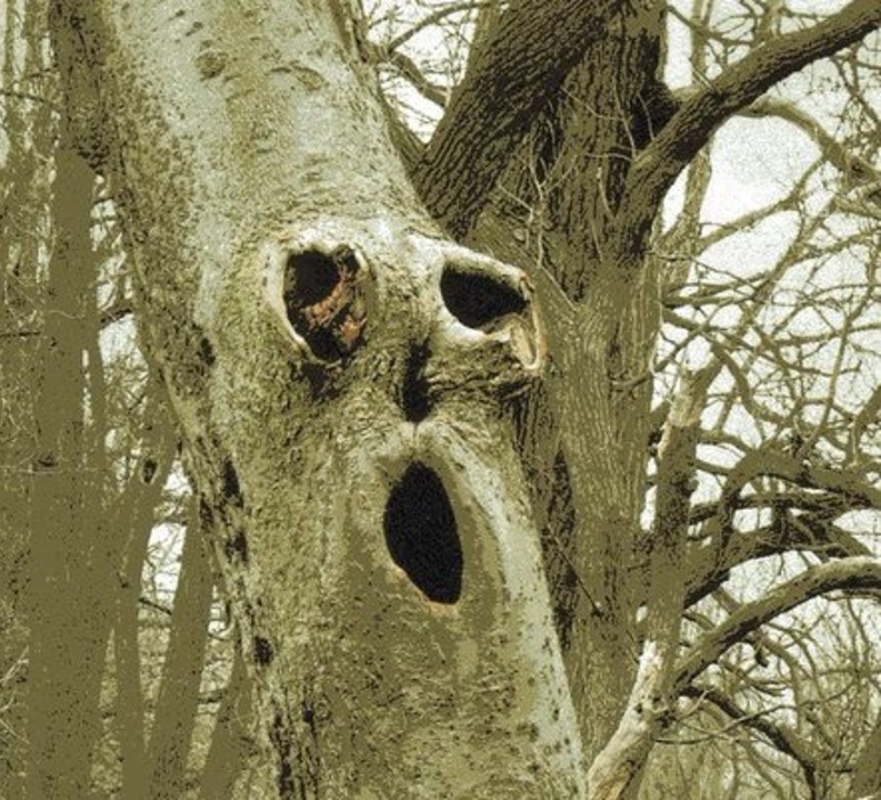 Coffin Boffin on Twitter: "SPOOKY & ENCHANTED TREES inspire their own folklore; 70ft Beech tree ...