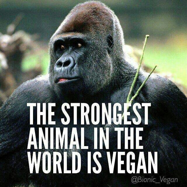 Scarlett Ohara On Twitter RT angie karan The Strongest Animal In scarlett-ohara-on-twitter-rt-angie-karan-the-strongest-animal-in
