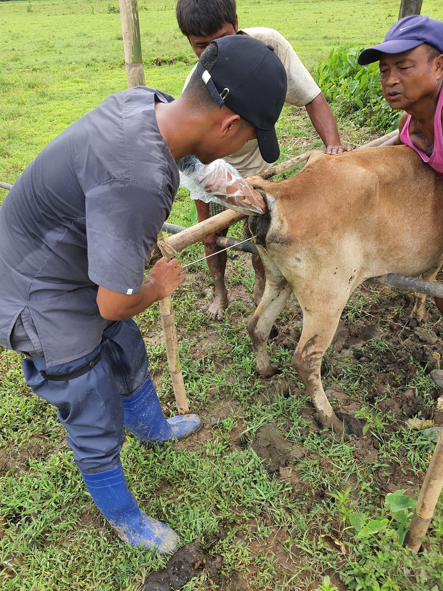 Animals Breeding With Humans