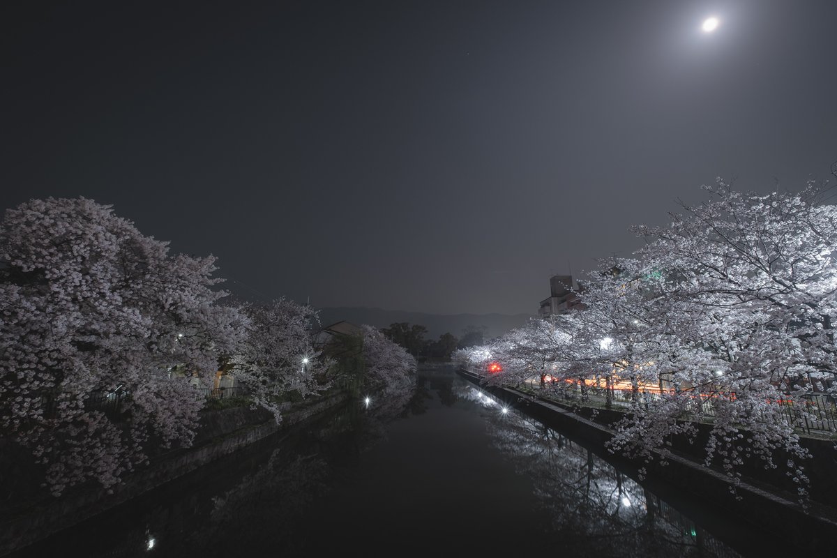 Ryota,F on Twitter: "京都の花咲く日々。 https://t.co/6XeW79RgWQ" / Twitter