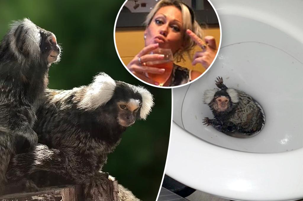 New York Post on Twitter: "Monkey that was flushed down toilet, fed cocaine now has a boyfriend ...