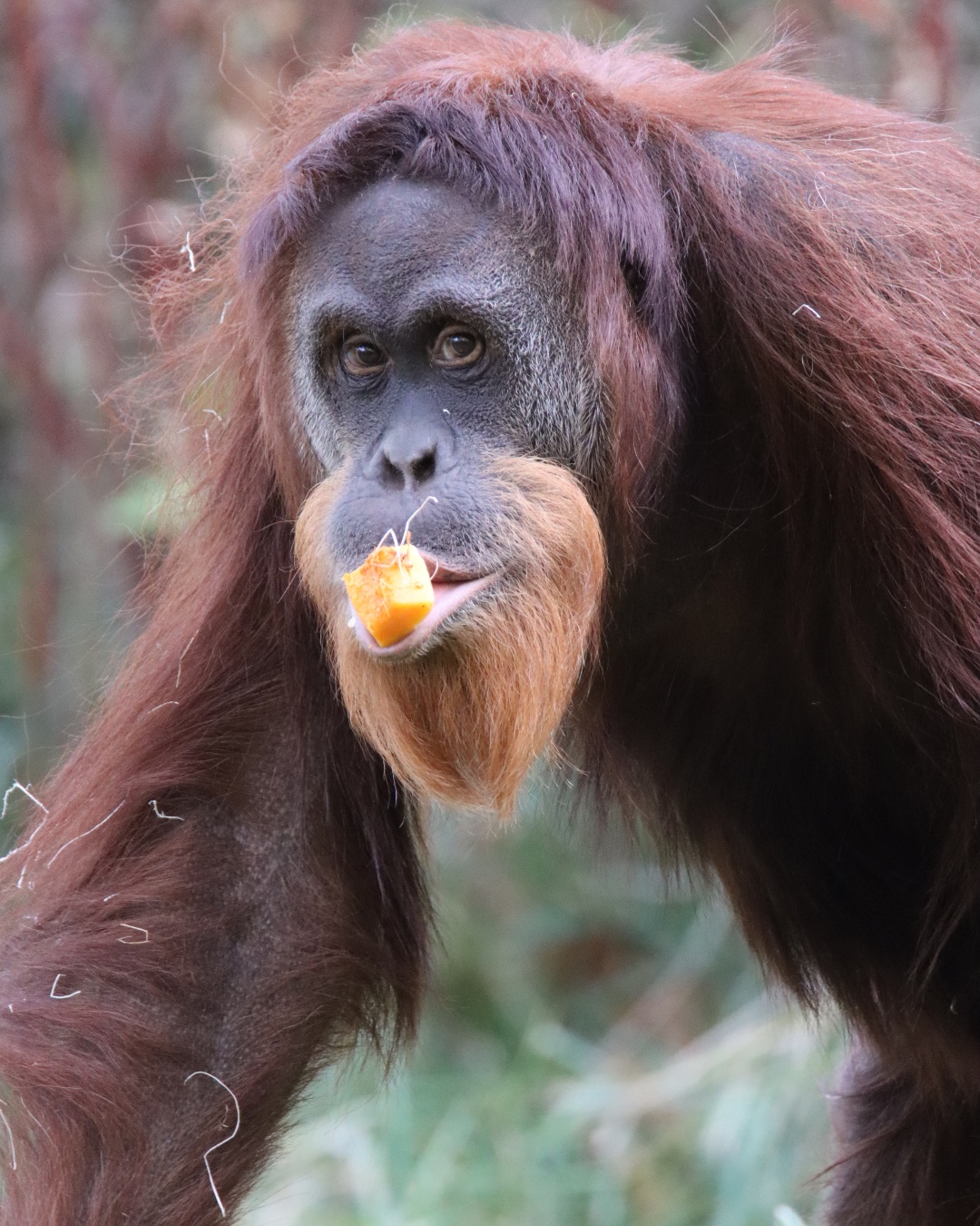 Orangutan Diet