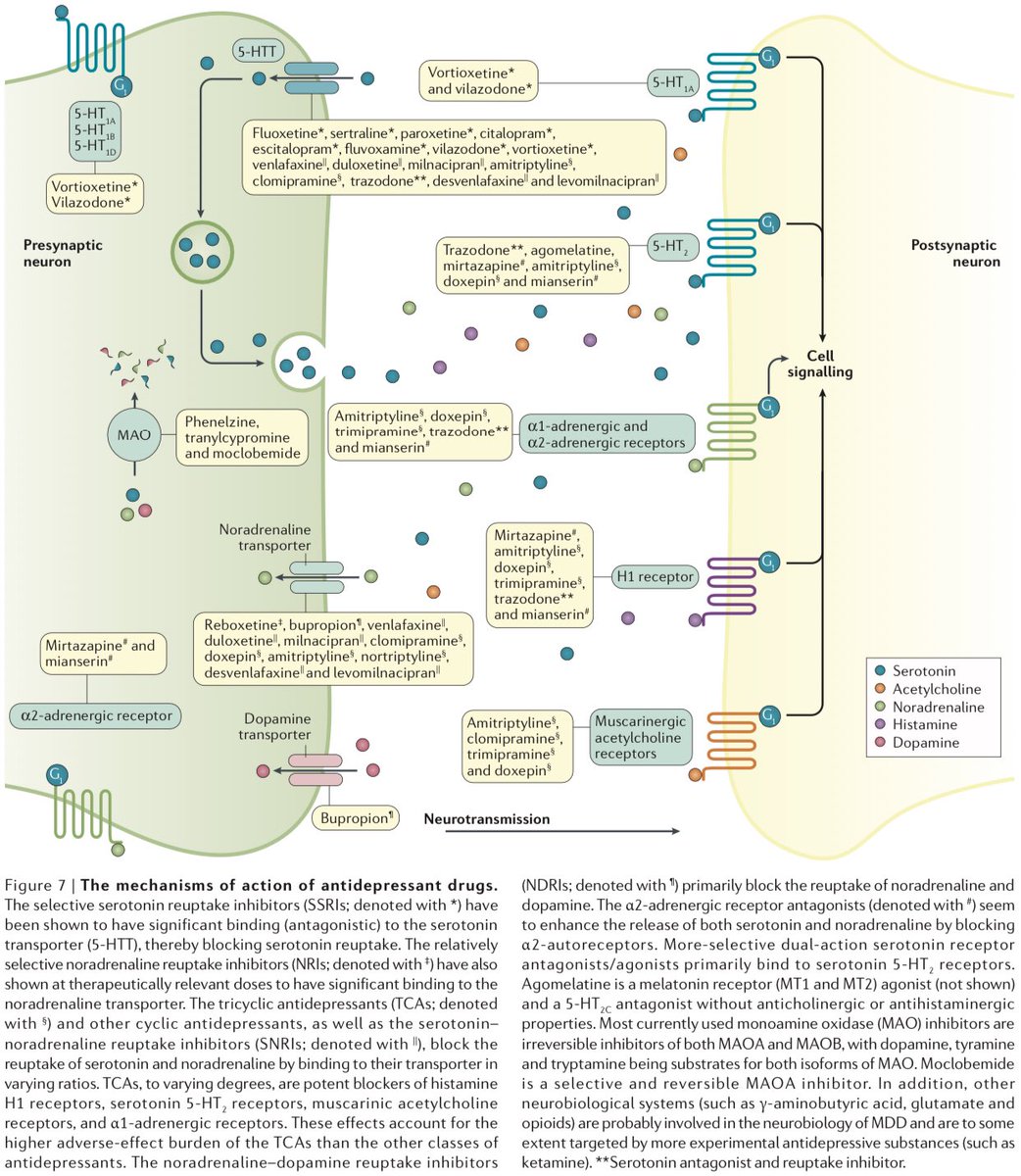 Mauricio Ambriz on Twitter: "Mecanismos de acción de los fármacos antidepresivos ...