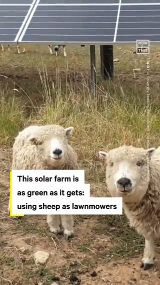 Sheep Farmer Memes The Best Sheep Memes :) Memedroid