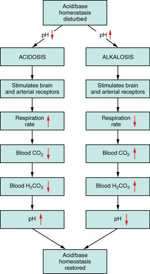Respiratory System Flow Chart