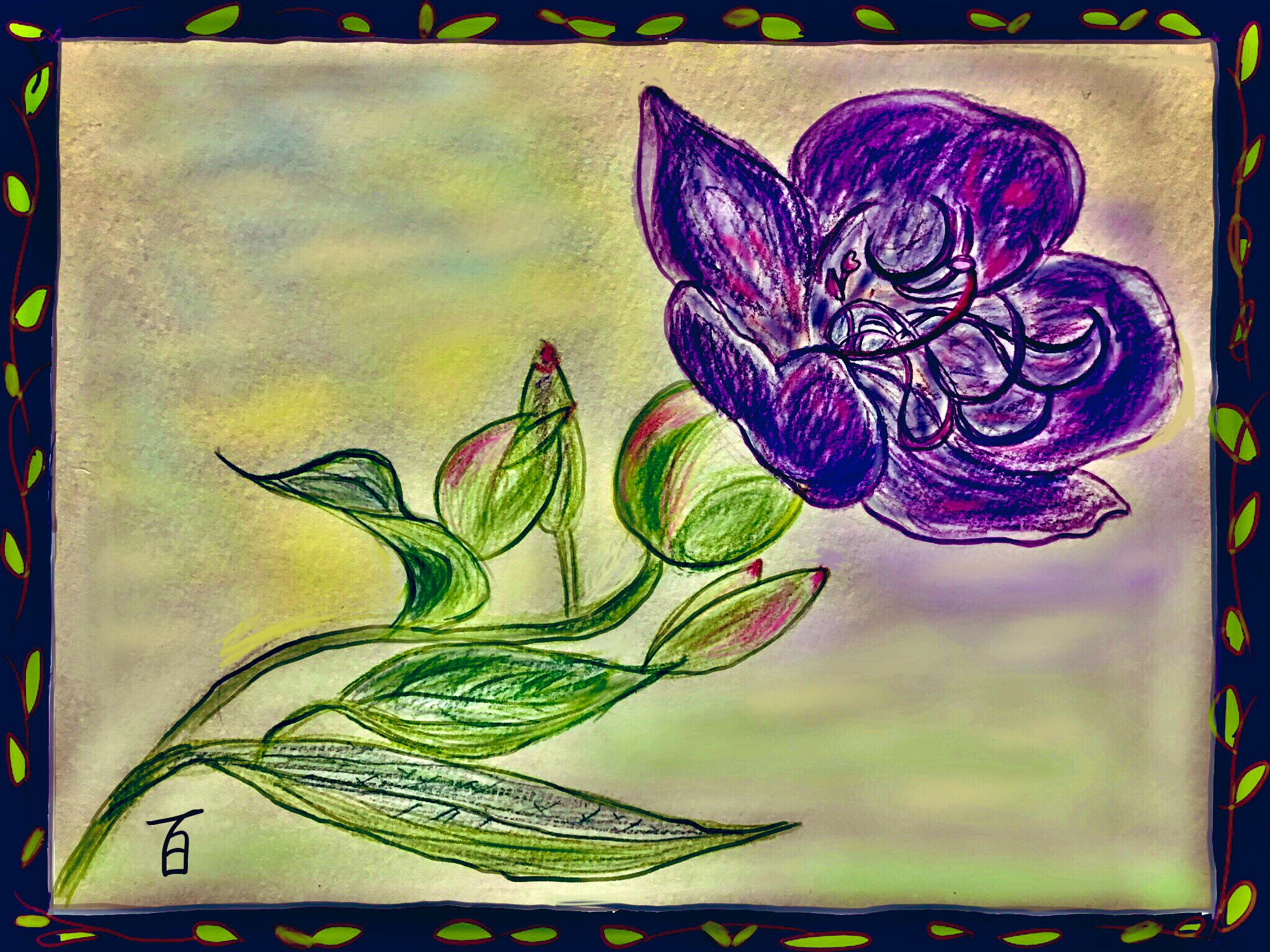 わいんももか（赤いパンジー） on Twitter: "vol.146.8/26 紫紺野牡丹 https://t.co/UQmFVrgJqM" / Twitter