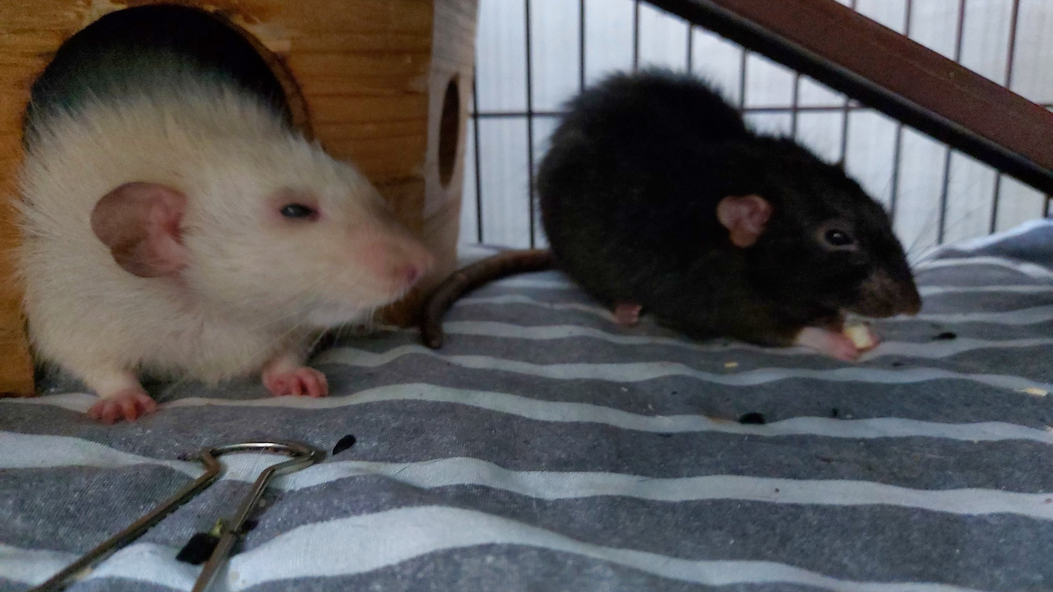 🐁비비니니🐀 (@VIVI_NINI_0708) / Twitter