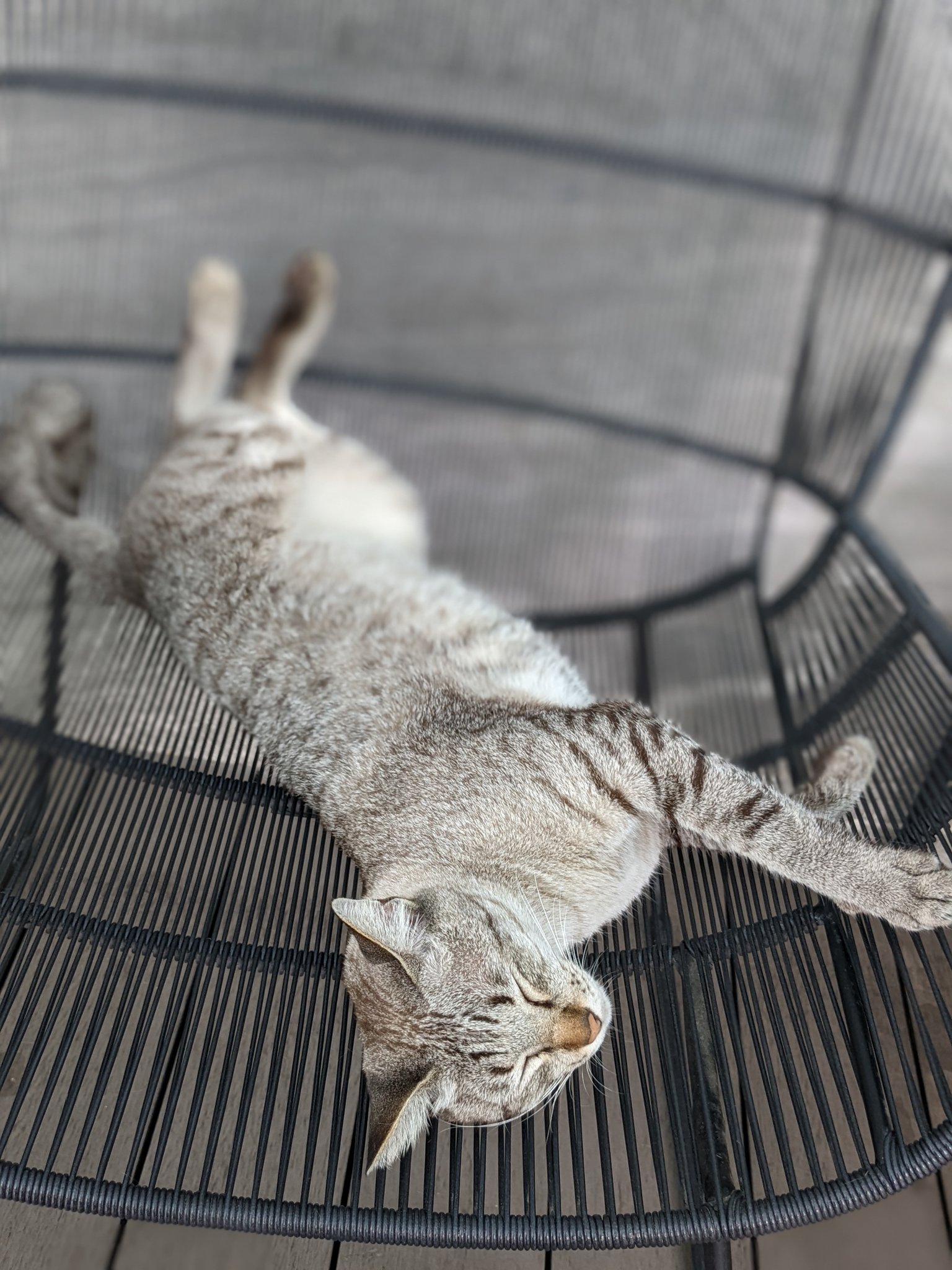 Yusuke Hamano 🇺🇦 minma, Inc. on Twitter: "🐱 https://t.co/Q0HqOsObON" / Twitter