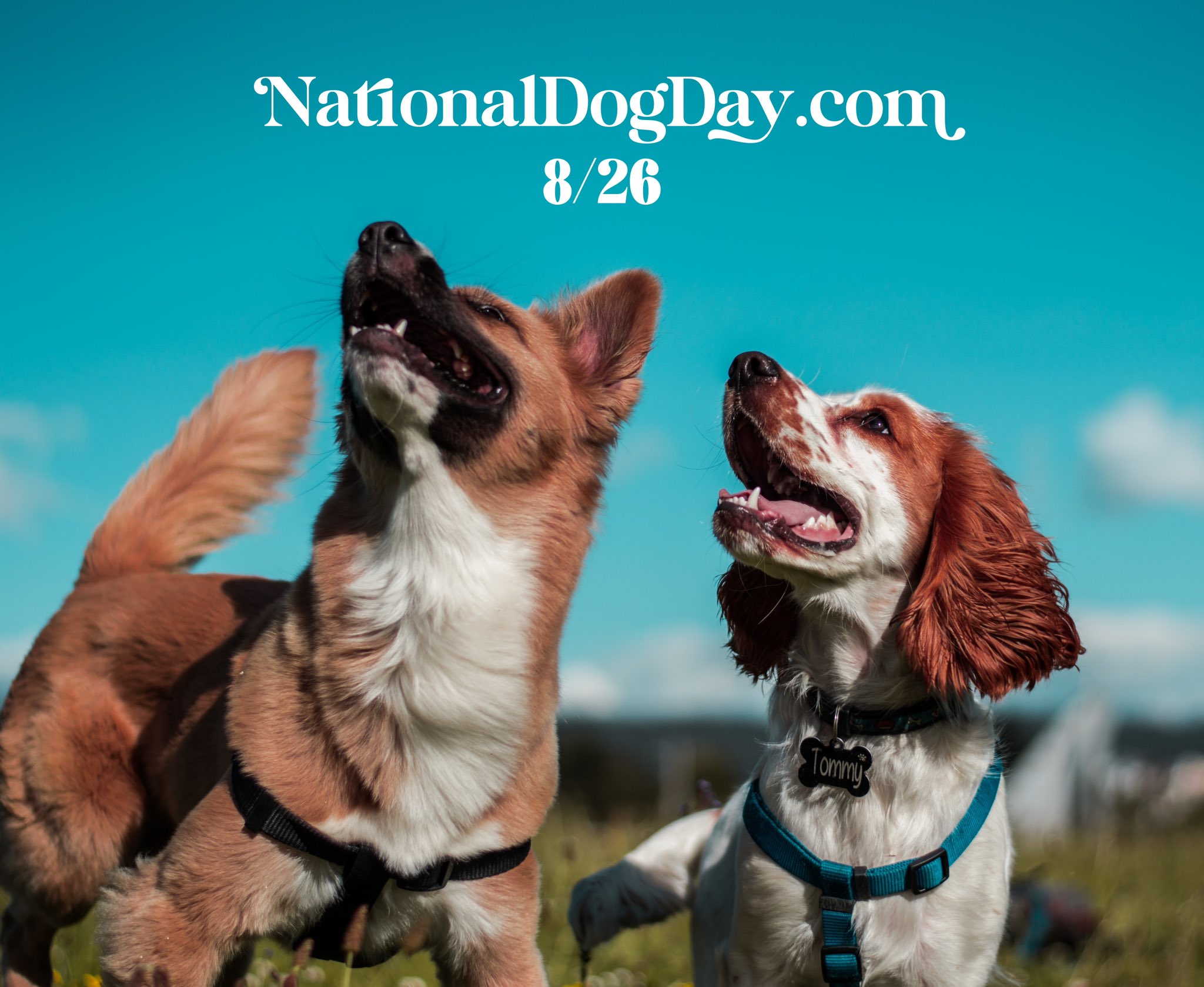 National Dog Day 2022