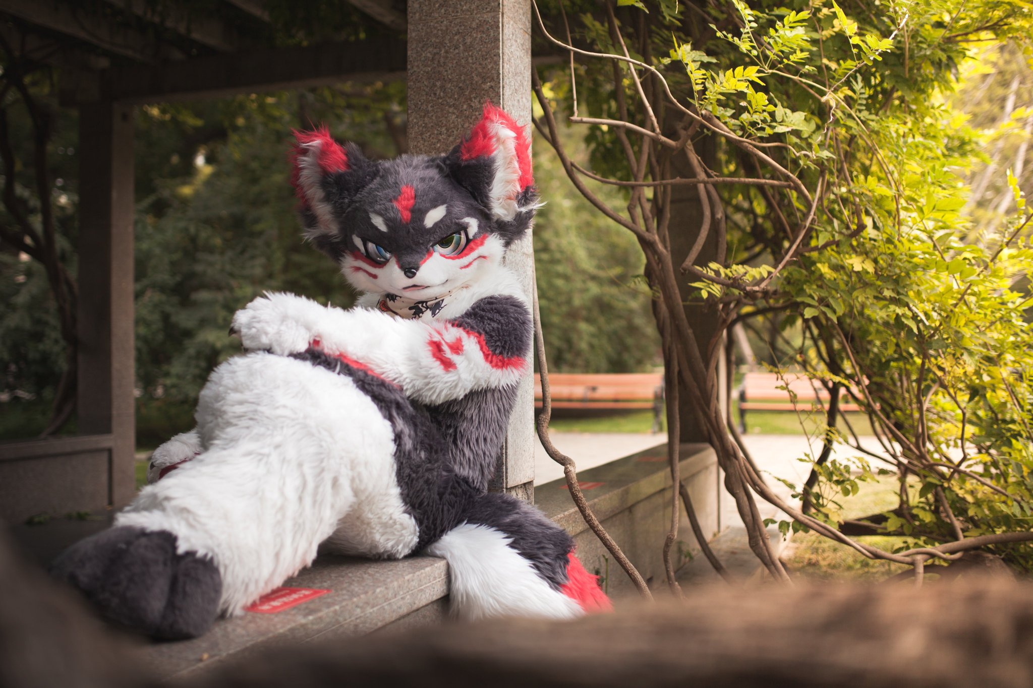 梓夏🐾Tsuha🐾ツハ@VRC on Twitter: "好久不见，各位。 📸@Wolf_Bul #FursuitFriday https://t.co/WZrNUpykTW" / Twitter