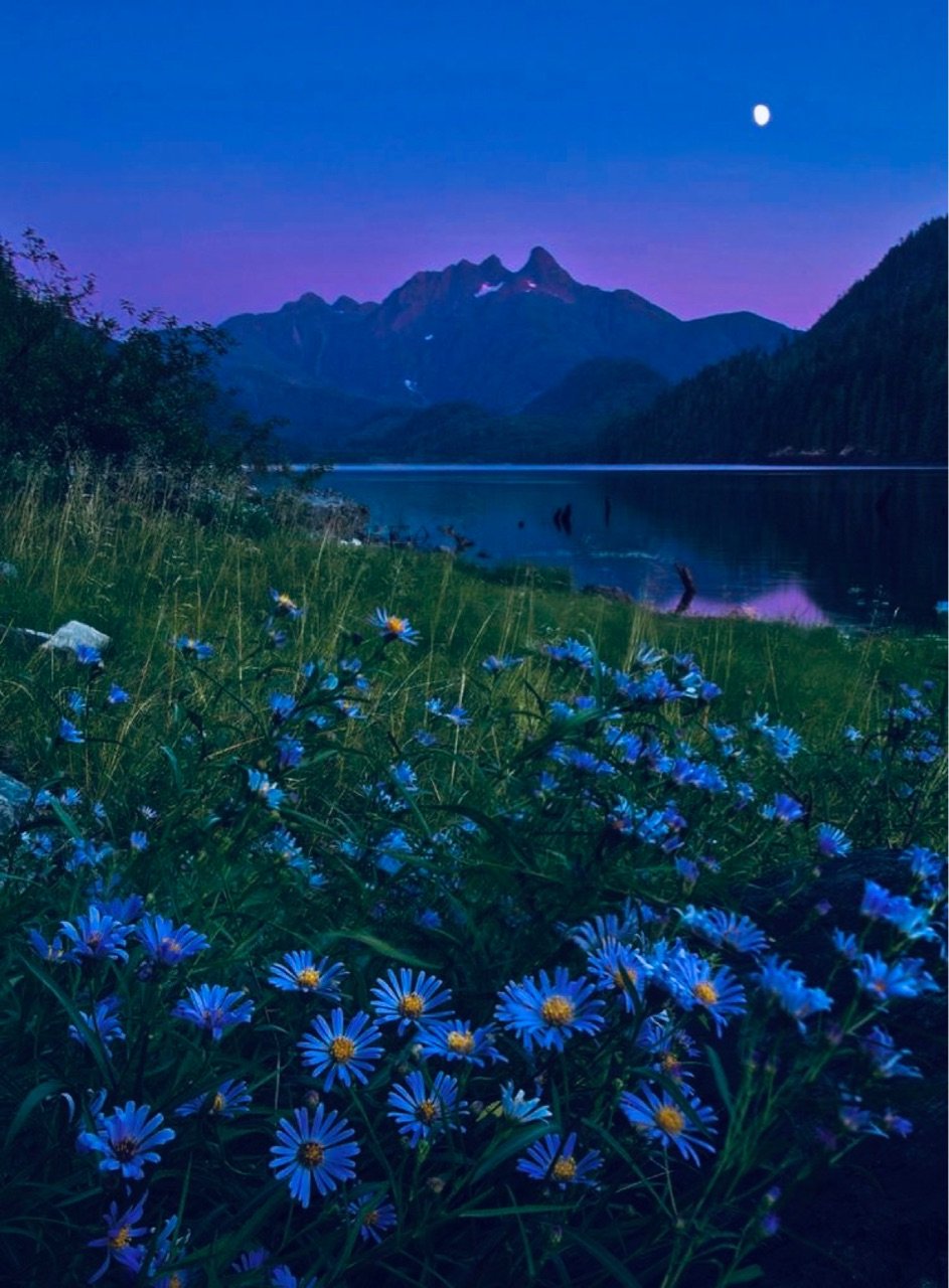 Flower Field At Night