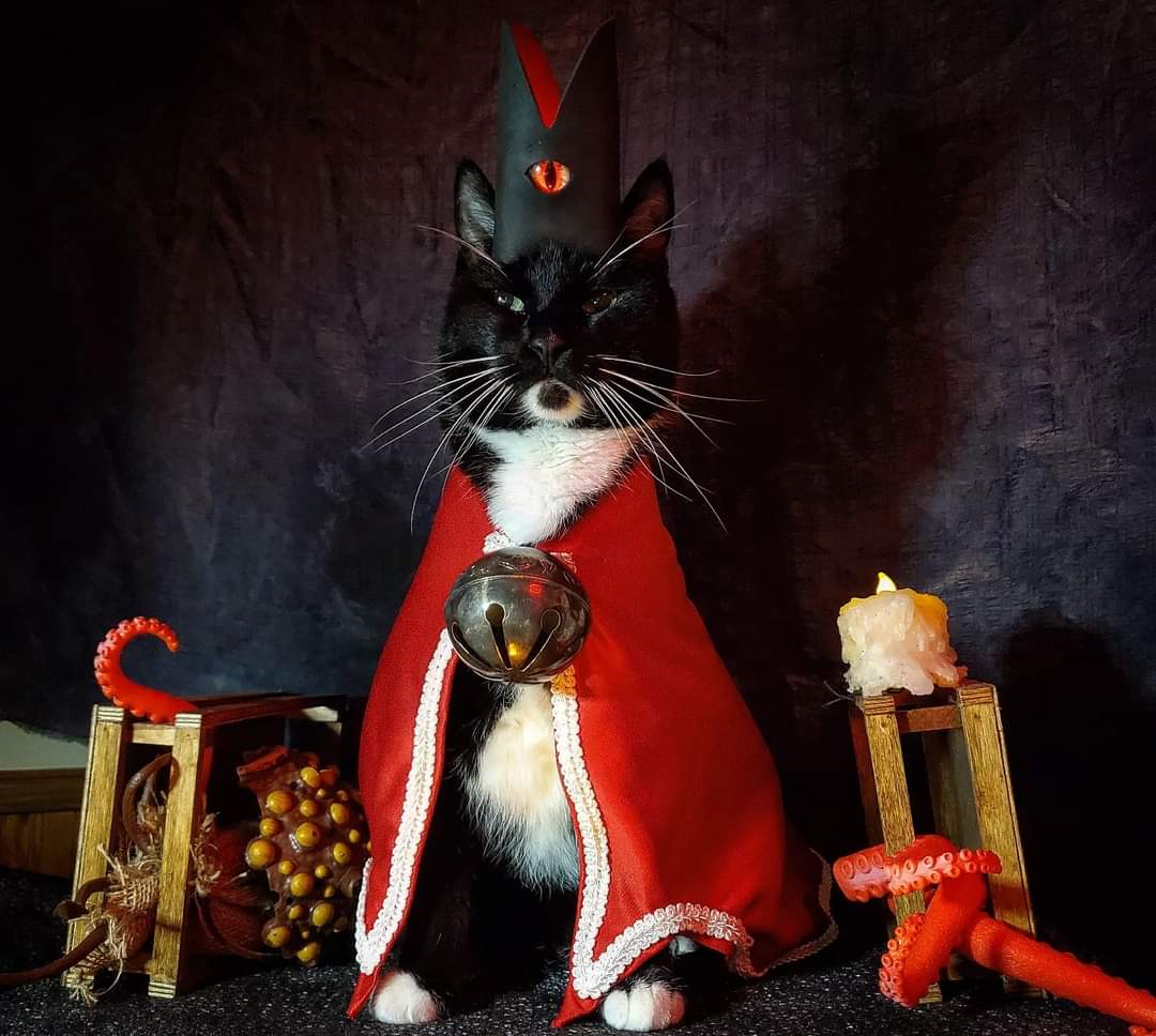 Cat Cosplay on Twitter: "Is there a way to know if your cat is secretly a Cult Leader? No reason ...