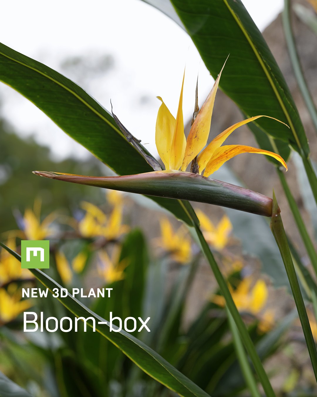 Quixel on Twitter: "These Birds of Paradise make a lovely addition to ...