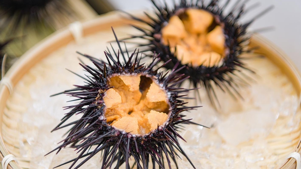 Land Urchin