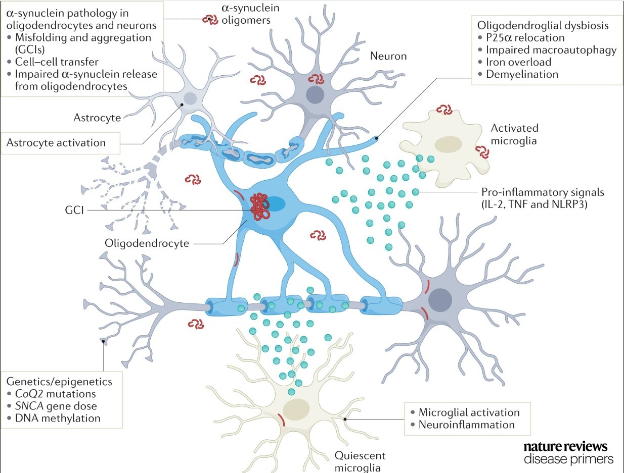 Nature Reviews Disease Primers on Twitter: "Misfolding and aggregation of α-synuclein in ...