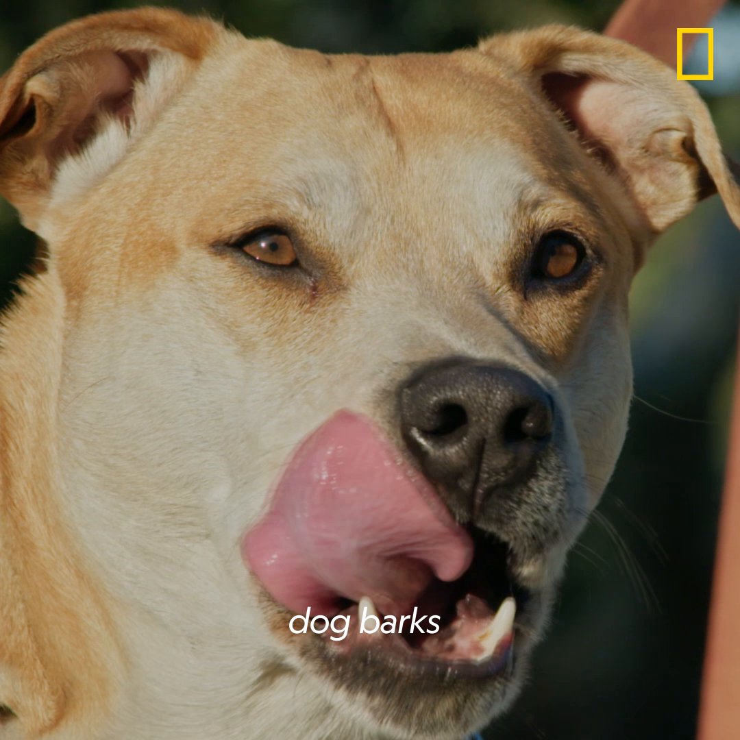 National Geographic TV on Twitter: "Cesar Millan is here to help dog owners set boundaries. 🐾 ...