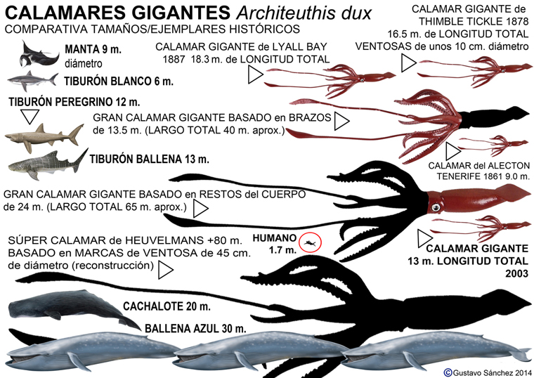 Cachalote Vs Calamar Gigante