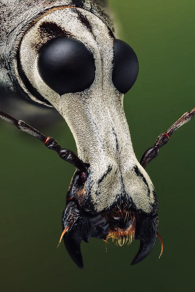 microscopic images. on Twitter: "microscope portrait of a female fungus weevil https://t.co ...