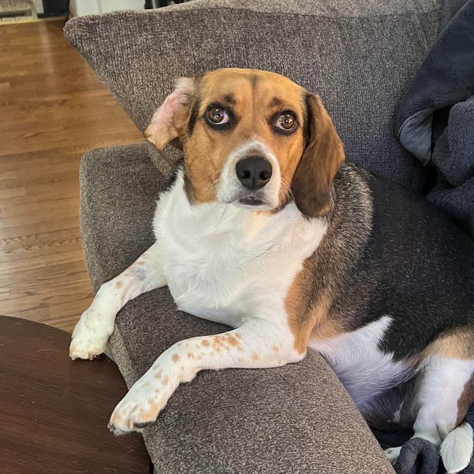 Battle Beagle On Twitter Uh…woof Ekceqecvpr Twitter