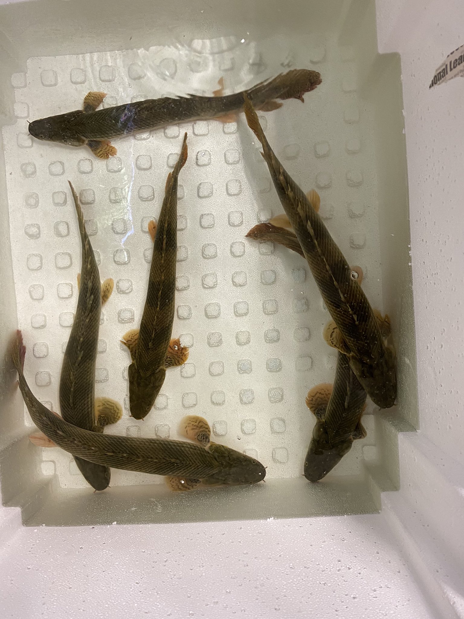 リミックスみなと熱帯魚 On Twitter ホワイトボルタセレクト中です。 12時30分頃には店に戻ると思います。お楽しみに。 ＃ポリプルス ＃エンドリケリー ＃ホワイトボルタ 