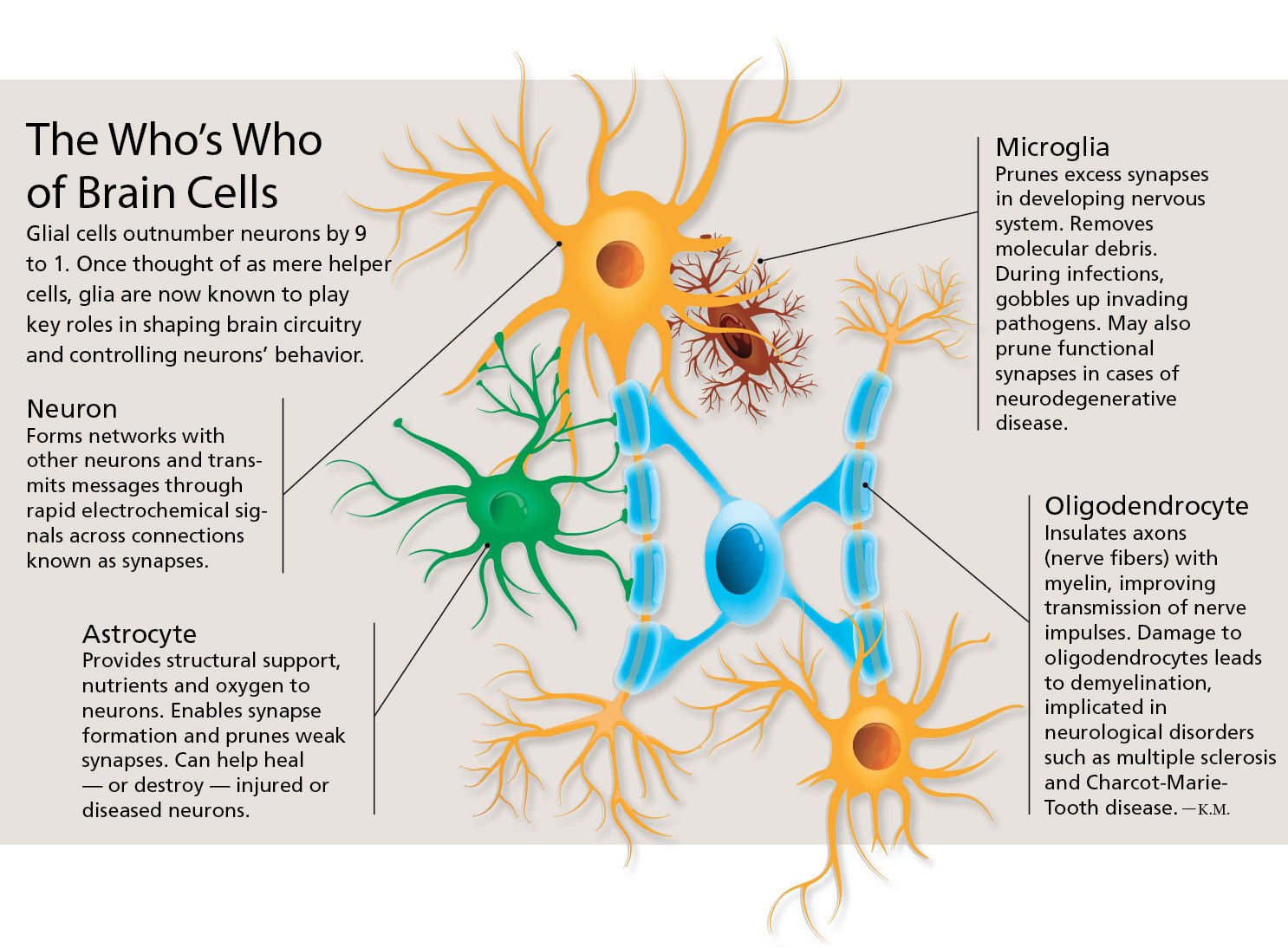 Neuroglial Cells Labeled