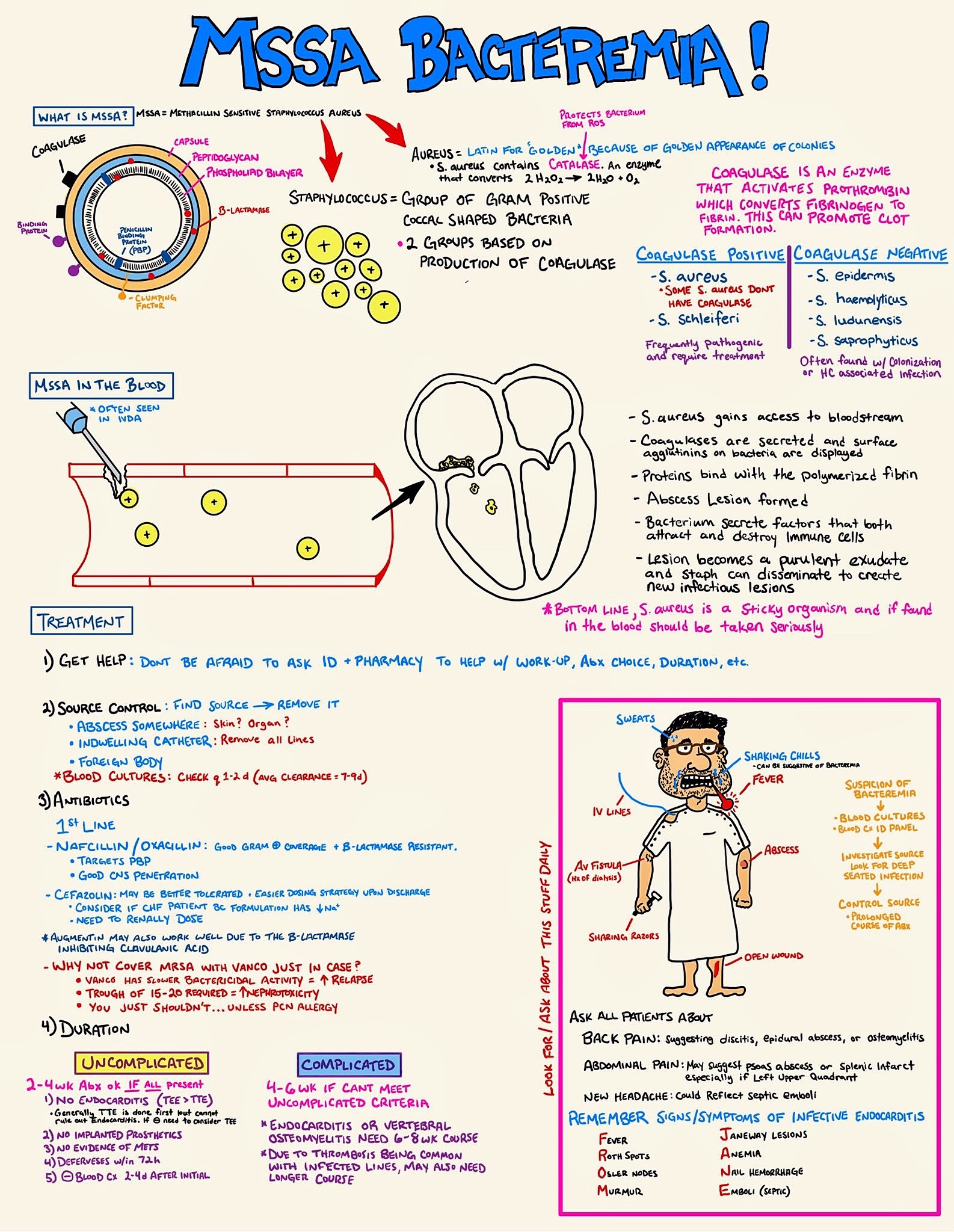 Brown Journal of Hospital Medicine on Twitter: "MSSA bacteremia @CritCultivation #BJHM #MedEd # ...