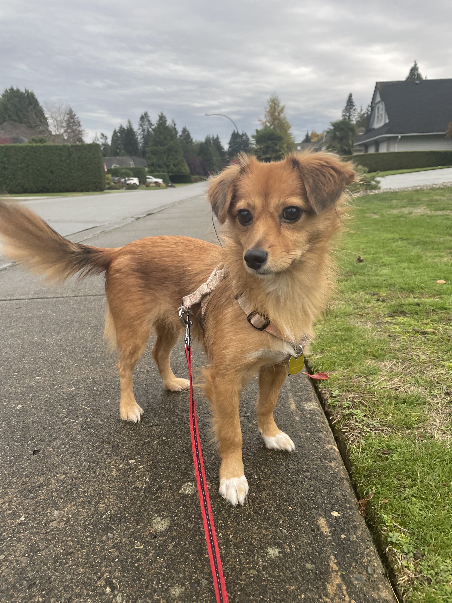 Dameranian Full Grown