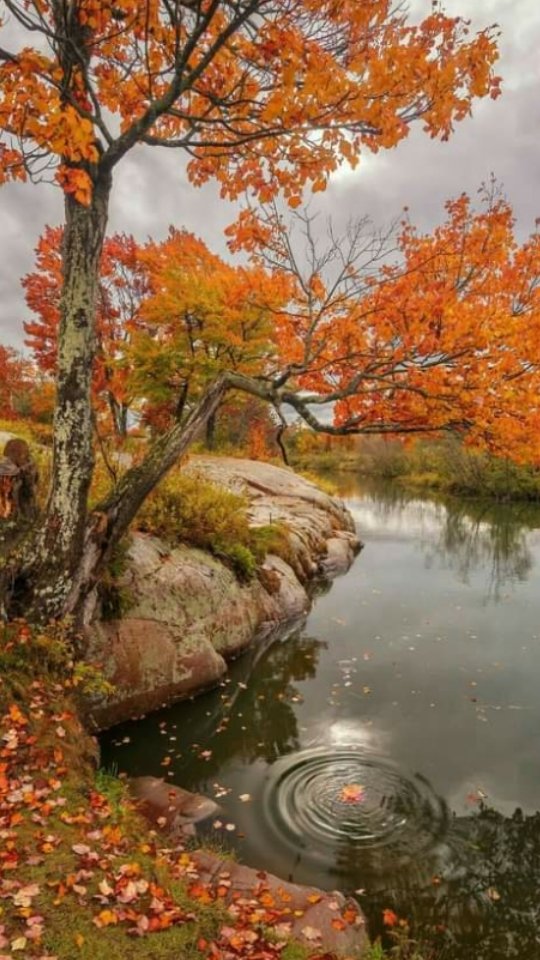 h e l e n a ☃️🌺 on Twitter: "Forest and Fog https://t.co/uvOoHqs38h" / Twitter