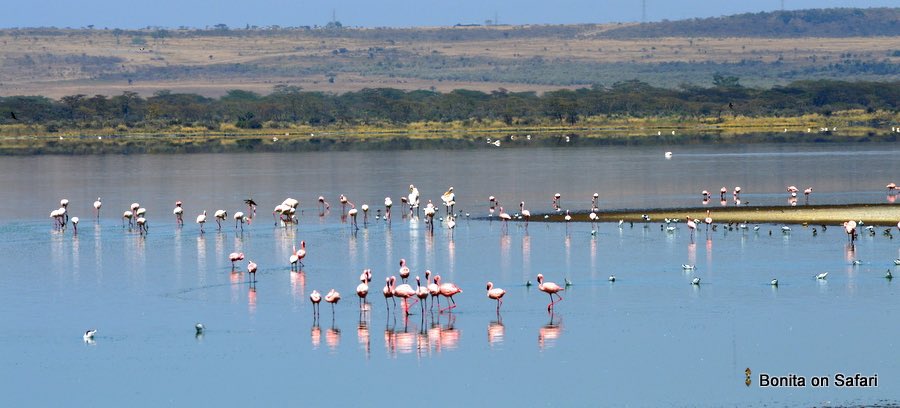 Panda Mololine shuttle pale Nyamakima,(400 bob) shuka Kikopey, call ...