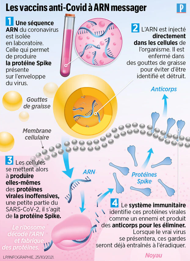 Nicolas Berrod on Twitter: "L'ARN messager, technologie à la base de deux des vaccins contre le ...