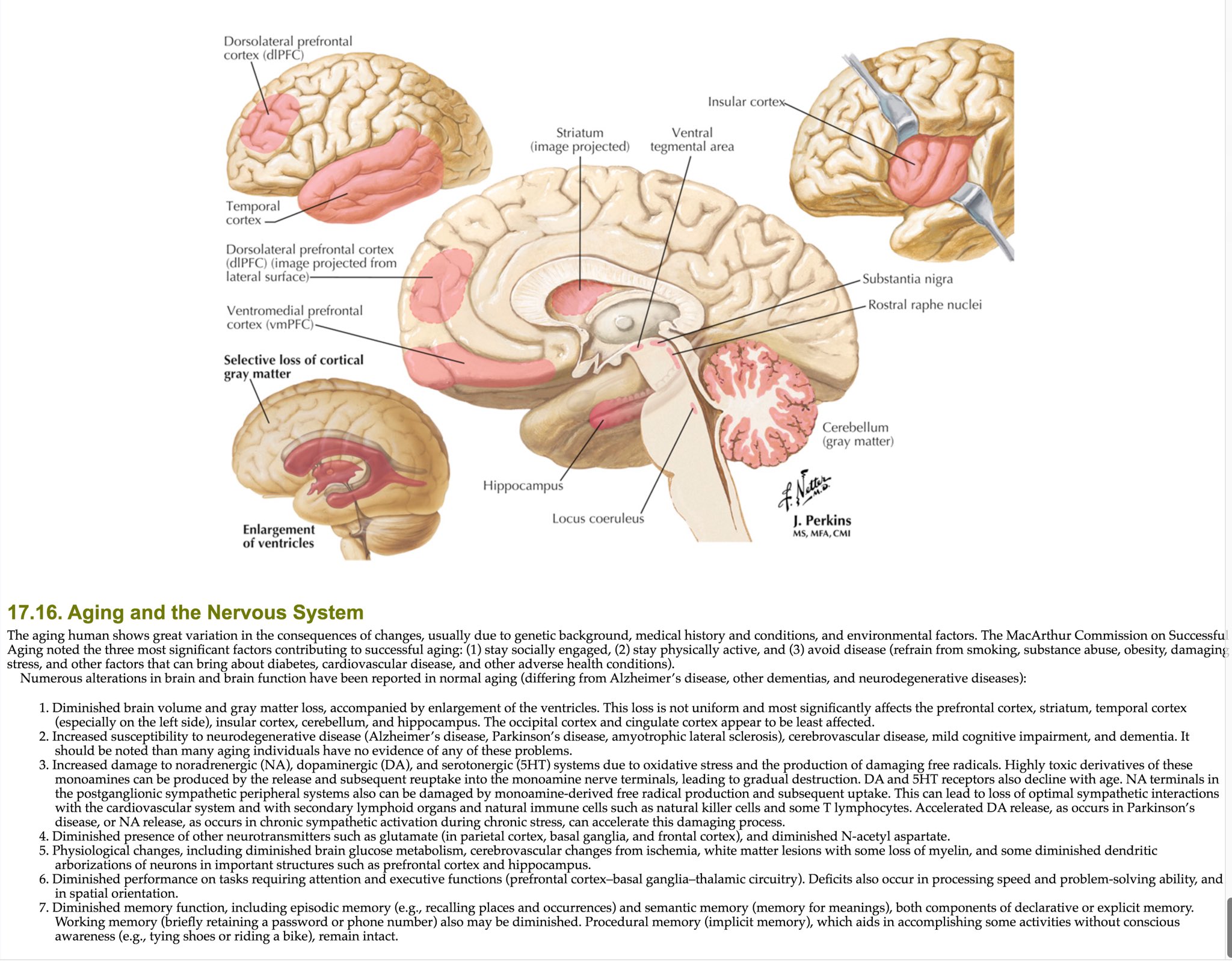 Netter Brain Anatomy Hindbrain | Definition, Function, Structures,