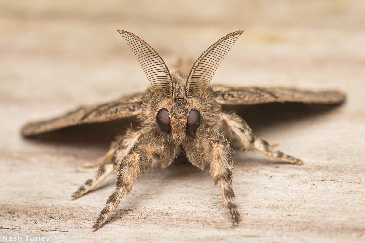 EntomoDaily on Twitter: EntomoDaily on Twitter: