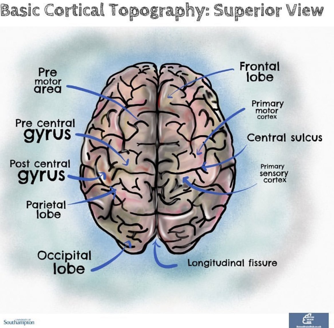 Brain Top View Labeled