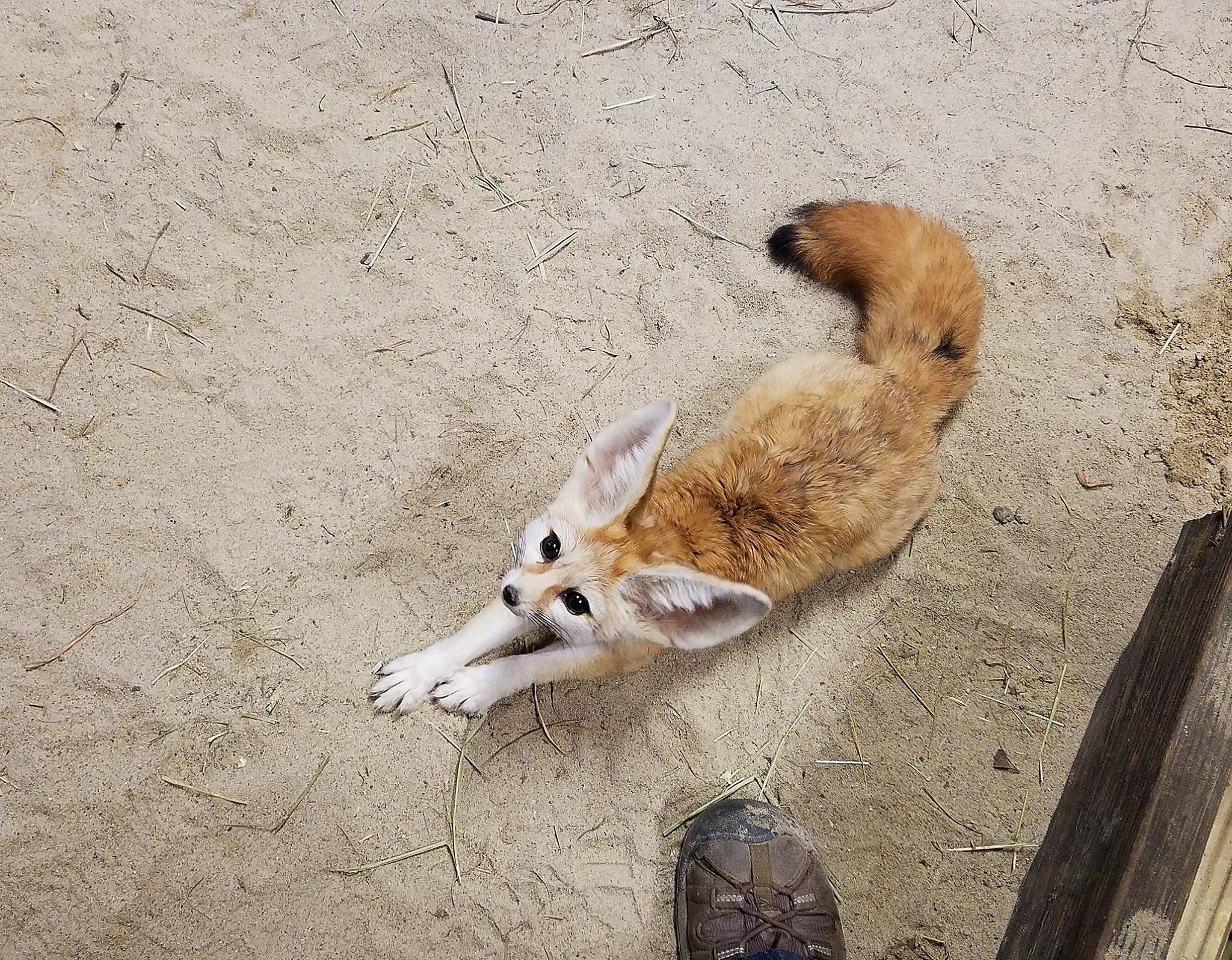 Fennec Every Hour! on Twitter: "https://t.co/9XqTUrVyC7" / Twitter