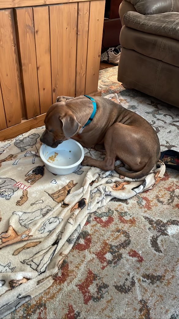 Pound Hounds ResQ on Twitter: "Pound Hounds pulled ACE. You can abide ...