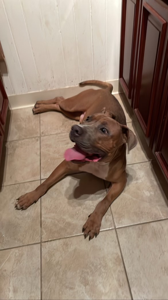 Pound Hounds ResQ on Twitter: "Pound Hounds pulled ACE. You can abide ...