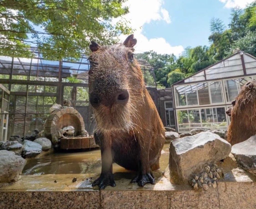 CAPYBARA MAN on Twitter: "@seejay096 https://t.co/cp2ZgNDJPt" / Twitter